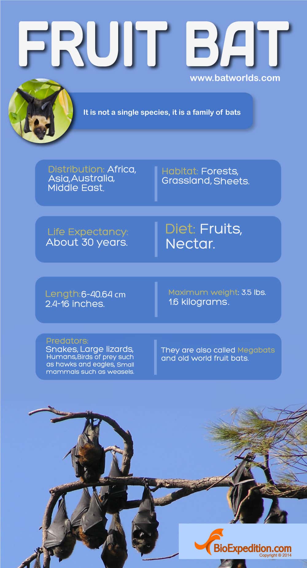 Fruit Bat Infographic Bat Facts And Information