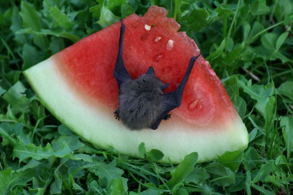 Small Bat Eating A Slice Of Watermelon - Bat Facts and Information