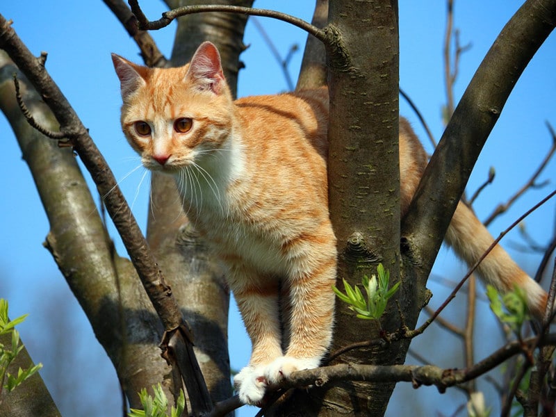 Depredadores de los Murciélagos